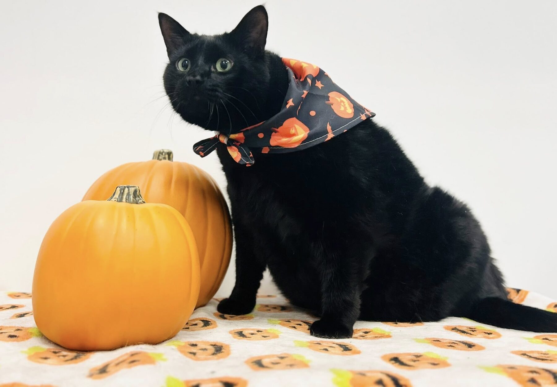 Ernie – PAW Rescue